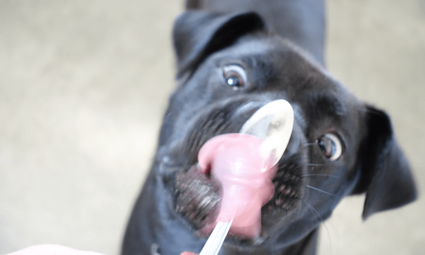 Dog of the month: Georgie, who would like The Spinoff to rank peanut ...