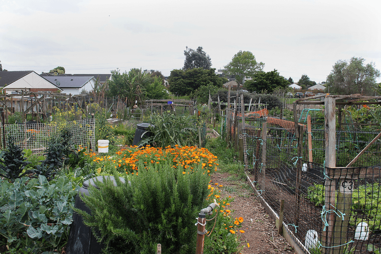 Growing skills, building community: Inside South Auckland’s teaching ...