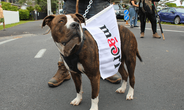 Toitū te Tiriti hīkoi fits: Savage style for seasoned steezers | The ...