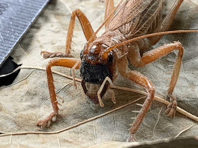 What are ‘winged wētā’ and are they taking over? | The Spinoff