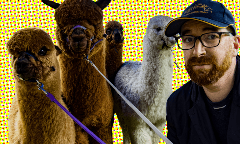 Eleven things I learnt while writing a novel about alpaca breeders ...