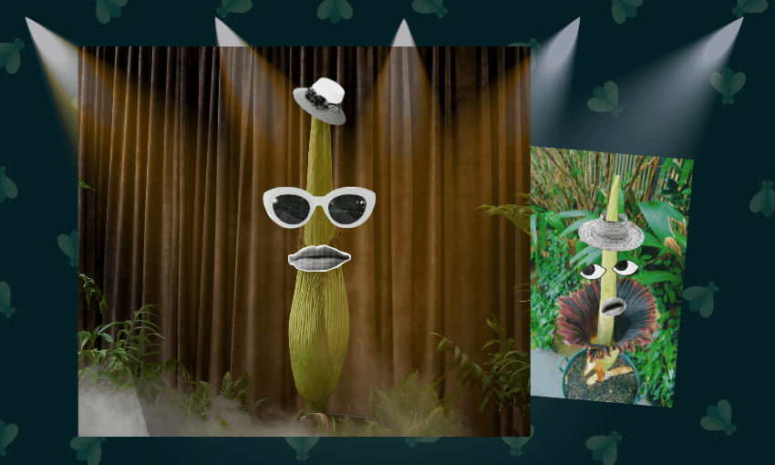 Justice for the stinky plant languishing at Auckland Zoo | The Spinoff