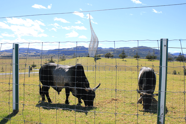 Corrugated iron, exotic animals and big name artists: A visit to Gibbs ...
