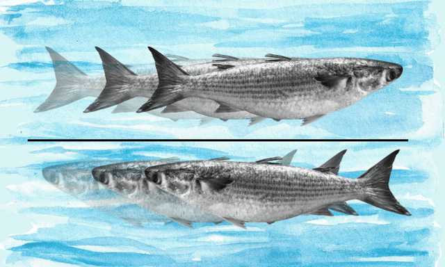 All 54 classic Whittaker’s flavours ranked from worst to best | The Spinoff