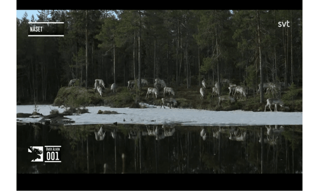 Wildwatch: The best animal webcams from Aotearoa and around the world ...