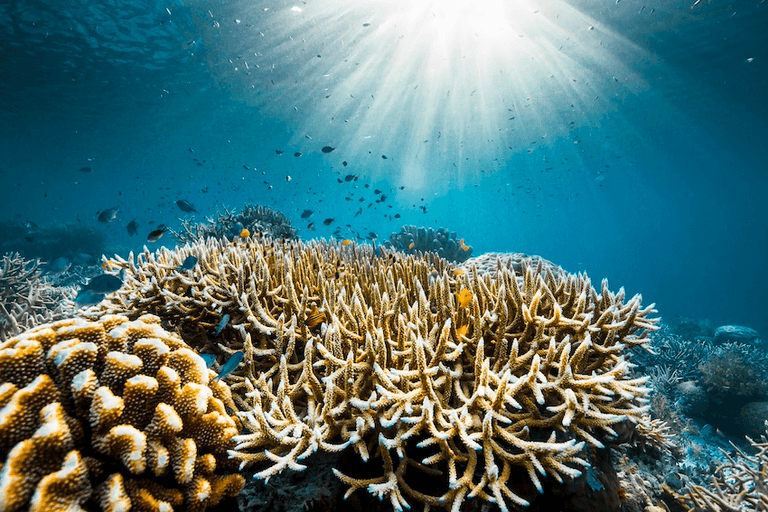 Review: Ocean with David Attenborough is brutal – it’s also a must-see ...