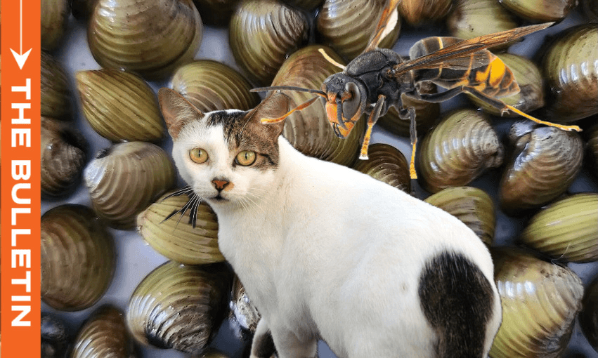 How cats, clams and Asian hornets are putting Aotearoa’s wildlife at ...
