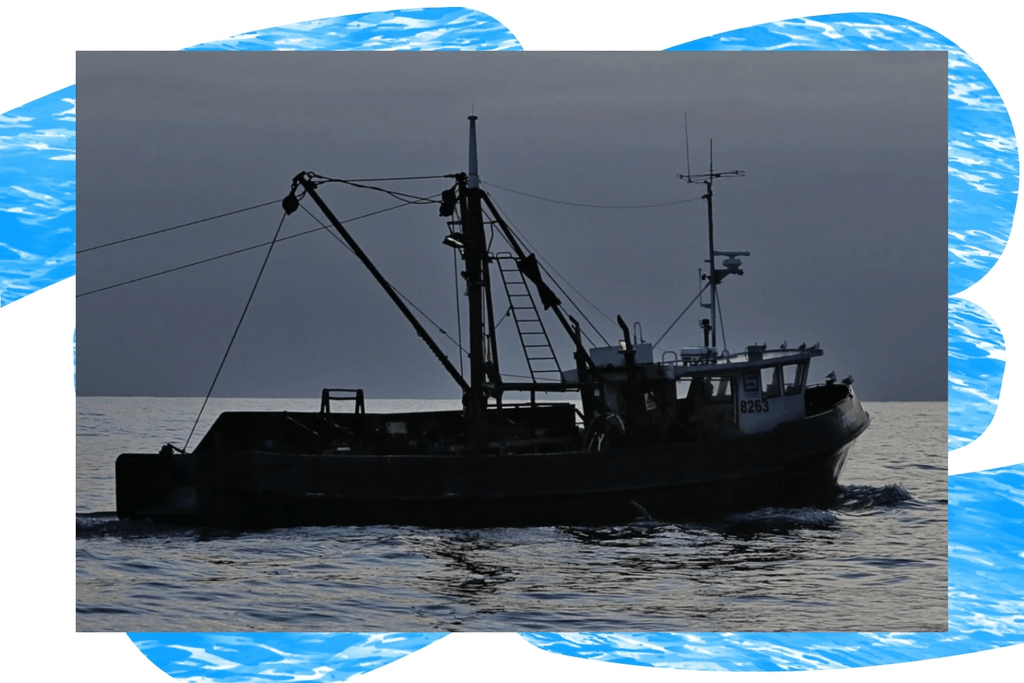 Checking in with Bluff oyster season | The Spinoff