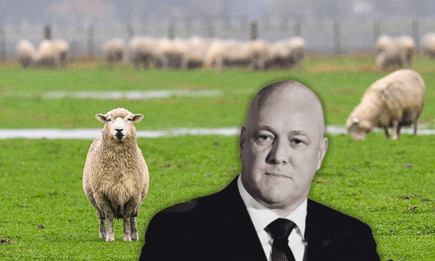 Farming stopped being New Zealand’s economic backbone decades ago | The ...