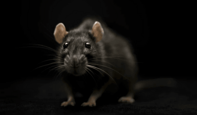 Ah rats: What to do if your house is invaded by a plague of rodents ...